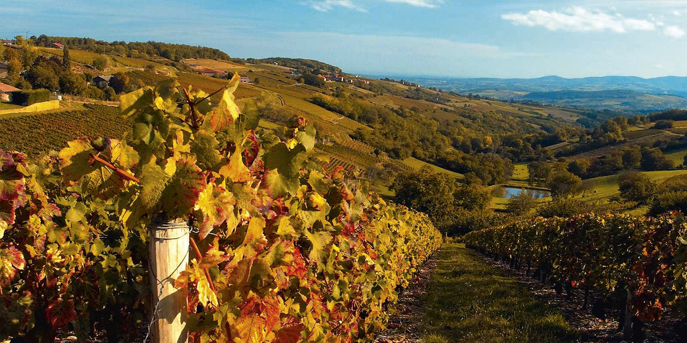 Trenel, o Chapoutier του Beaujolais! | The FNL Guide